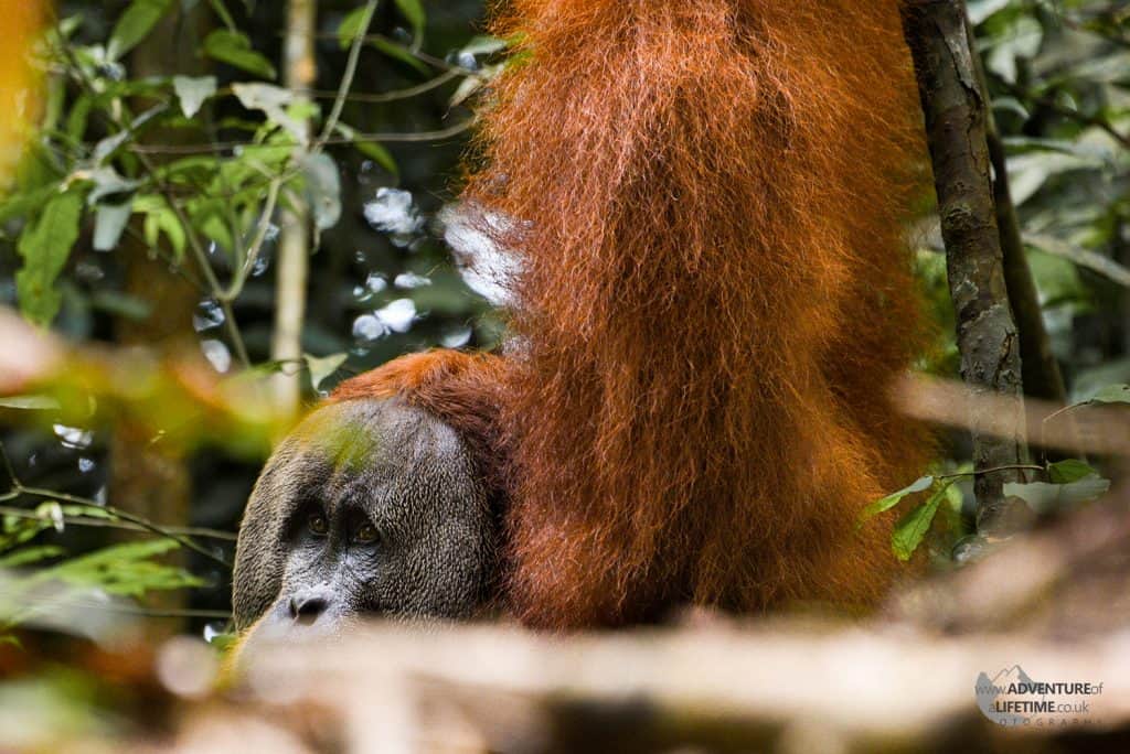 Jungle Trek in Sumatra in search of the majestic Sumatran Orangutans